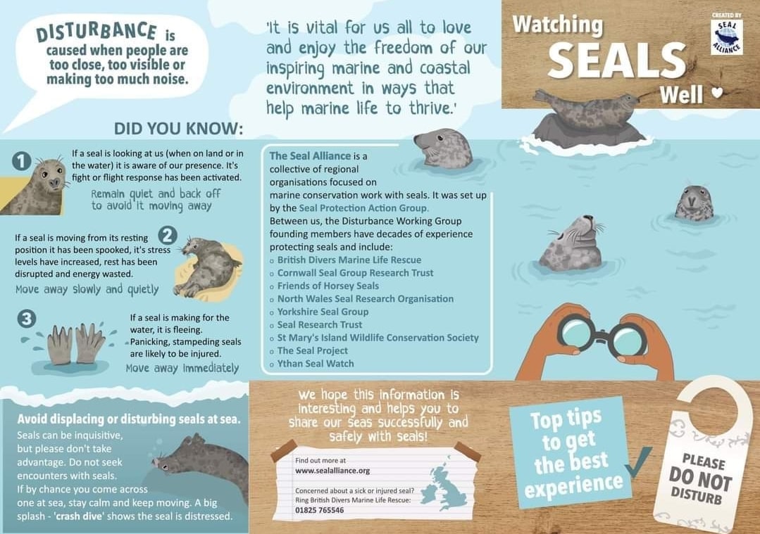 Grey Seals - 12 Facts You Need to Know | Peterhead, Aberdeenshire